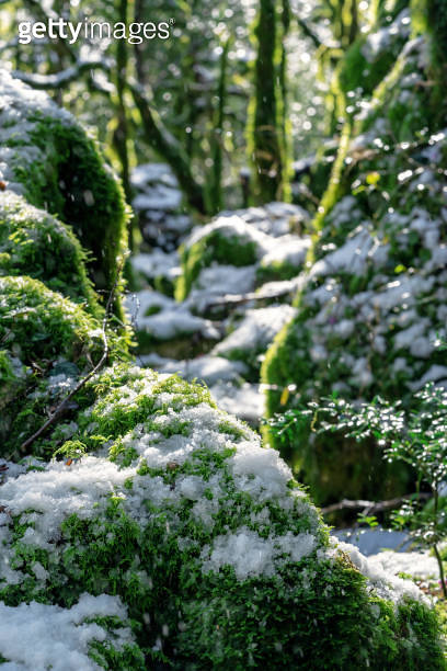 Sunlit mossy boxwood forest in winter, melting snow on the trees and on ...