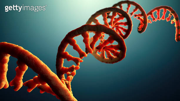 Single-stranded molecule of RNA called messenger ribonucleic acid - 3d ...