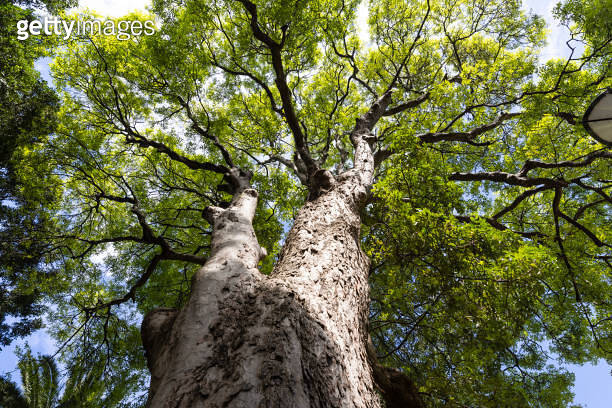 Low angle view of old Ficus tree in sunshine, background with copy ...