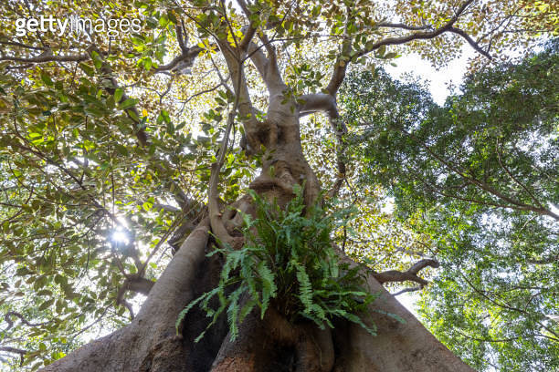 Low angle view of old Ficus tree with fern in sunshine, background with ...