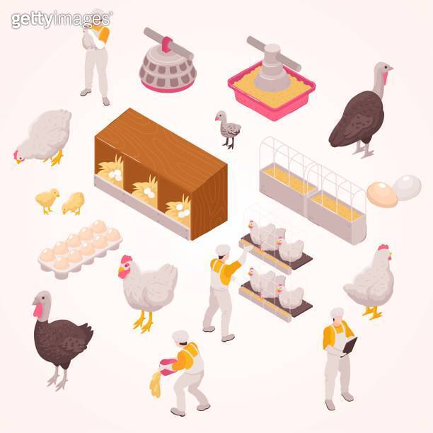 isometric chicken production poultry farm set with isolated images ...