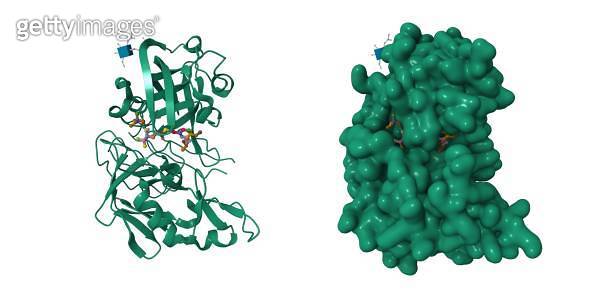 Crystal structure of renin with inhibitor aliskiren (1688066379) - 게티이미지뱅크