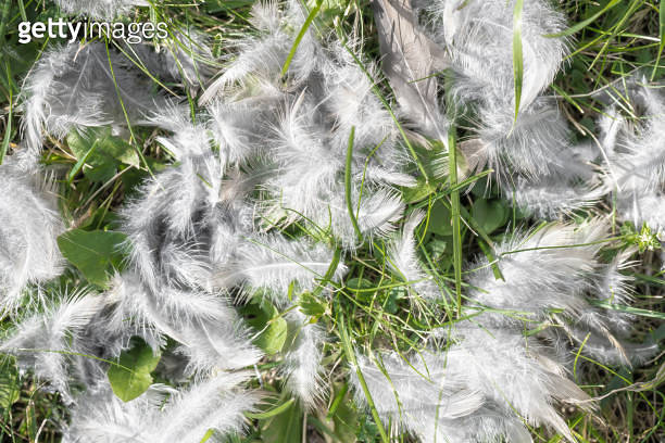 Disheveled white bird down and feathers on grass. Bird prey after ...