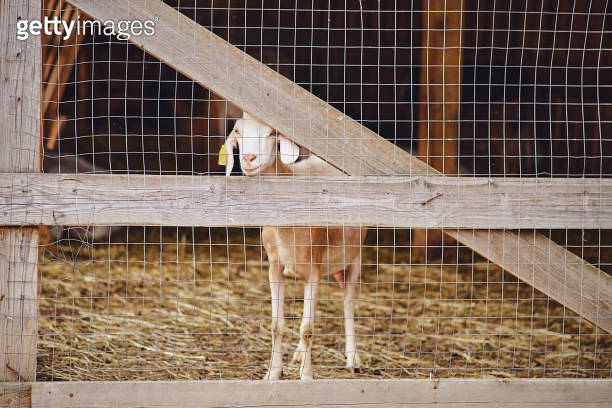 Sad goat looks forlorn as it stands alone in the outdoor enclosure ...