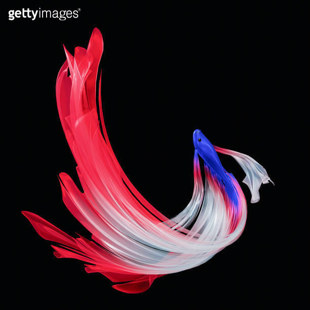 Fighting fish, long, flowing tail. The fish tail is colored like the ...