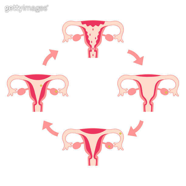 Illustration of the Menstrual Cycle and Changes in the Uterine Lining ...