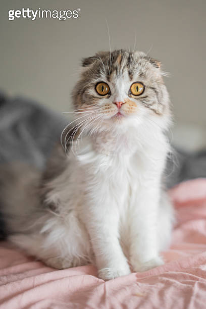 Eye contact Cat Scottish Fold Kitten Calico Portrait Picture Pose Cute ...