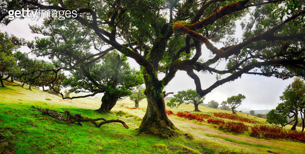 Magical endemic laurel trees in Fanal laurisilva forest in Madeira ...