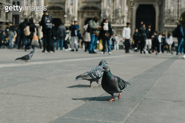 Pigeons in the square in front Duomo di Milano, Cathedral in Milan ...