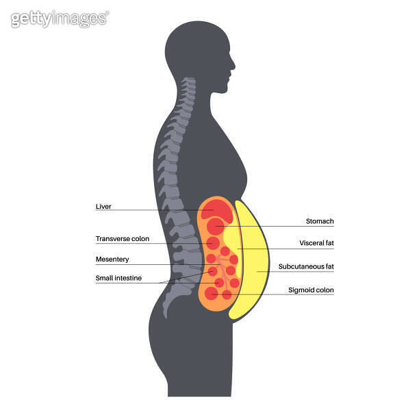 Visceral Fat Diagram 이미지 1499582417 게티이미지뱅크