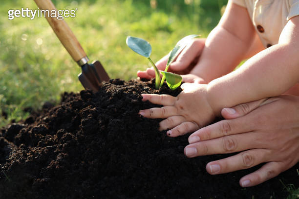 Mother and her child planting tree seedling into fertile soil, closeup ...