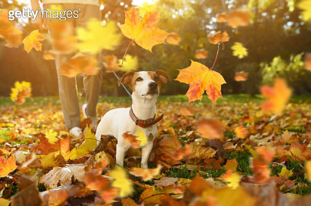 Man with adorable Jack Russell Terrier dog under falling leaves in park ...
