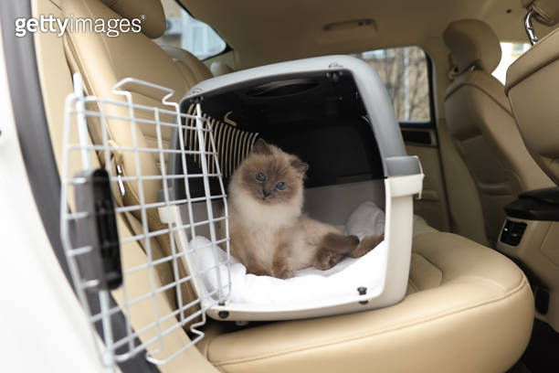 Cute grey cat inside pet carrier in car 이미지 (1456837242) - 게티이미지뱅크