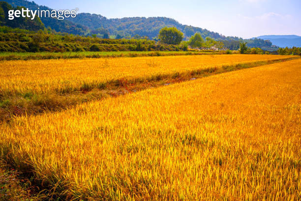 Tranquil autumn rice farm landscape in golden colors at Munyang, a ...