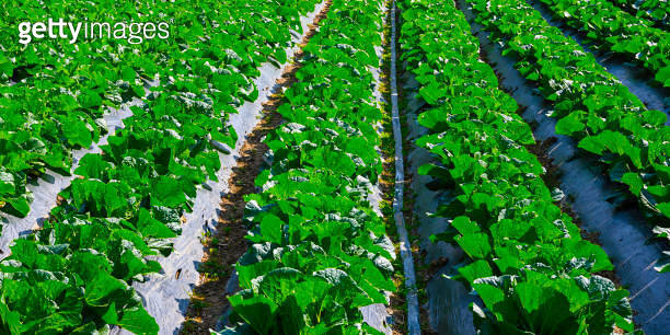 Vegetable farm in Daegu City South Korea, Napa cabbage plants with ...