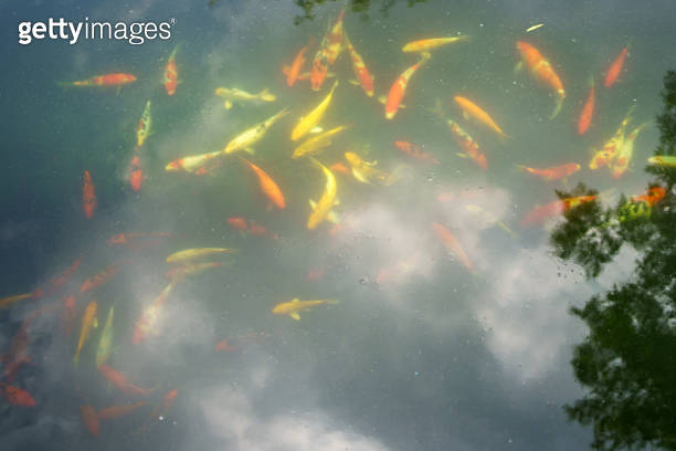 Tranquil Pond: Koi Fish and Cloud Reflection 이미지 (1737728293) - 게티이미지뱅크
