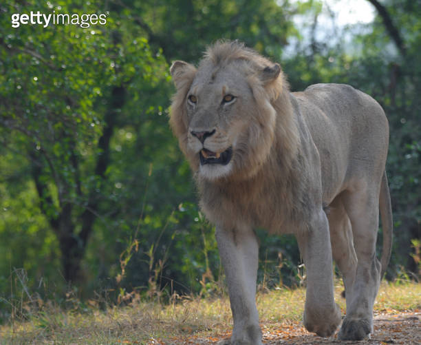 Lion during African safari in Kruger national park 이미지 (1488040249 ...