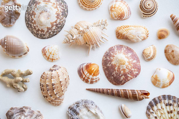 Seashells aesthetic background. Sea shells summery poster. 이미지 ...