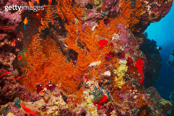 Scuba diving in Underwater cave Sea life Coral reef Prickly alcyonarian ...