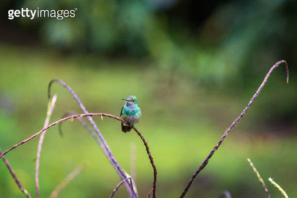 Beautiful hummingbird in Arenal Volcano National Park (Costa Rica) 이미지 ...