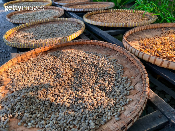 coffee beans from civet droppings 이미지 (1574277805) - 게티이미지뱅크
