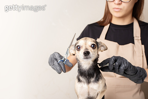 pet barber in a grooming salon with a small dog, animal hairdresser ...