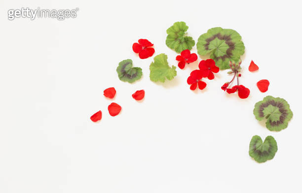 frame of red geranium on white background 이미지 (1484684067) - 게티이미지뱅크