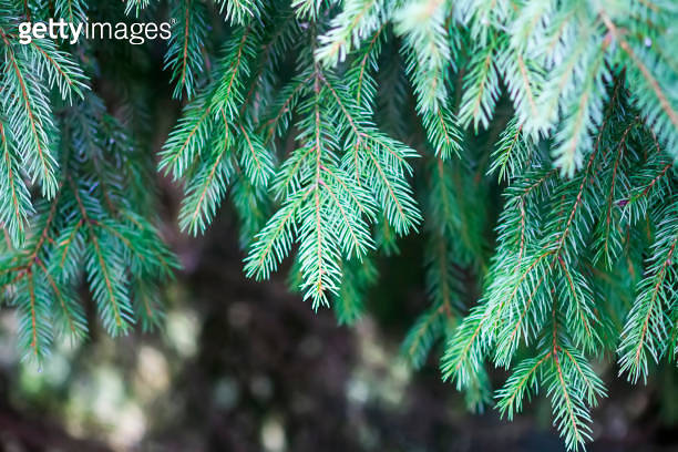 Fir-tree branches. Evergreen spruce trees in a wild forest. 이미지 ...