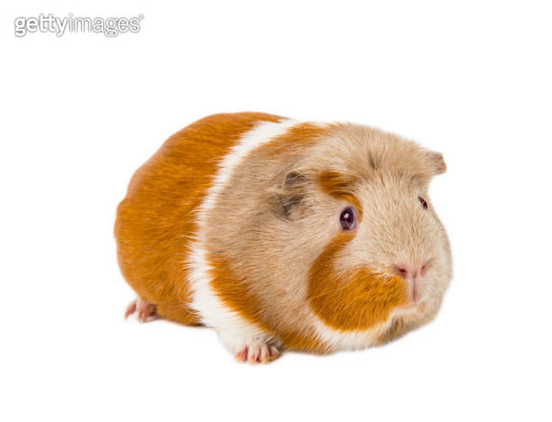 Multicolored domestic guinea pig (Cavia porcellus), also known as cavy ...