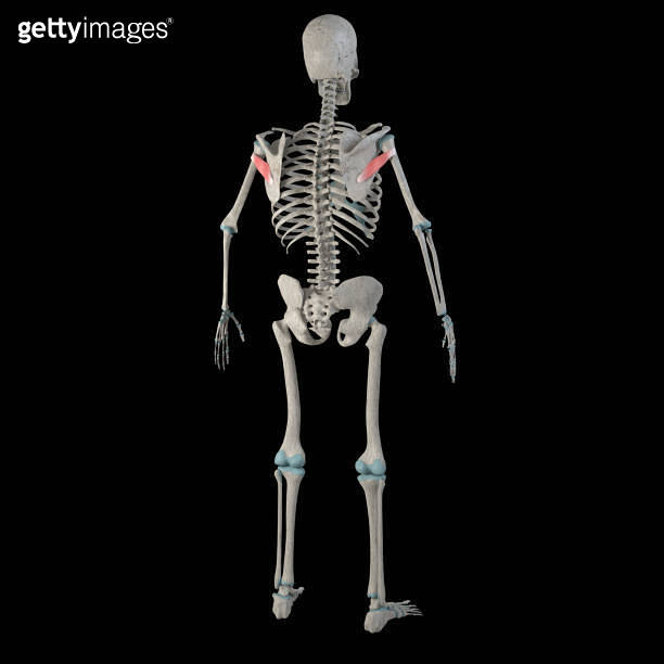 3d Illustration of Teres Minor Muscles on Male Human Body (1764798501 ...