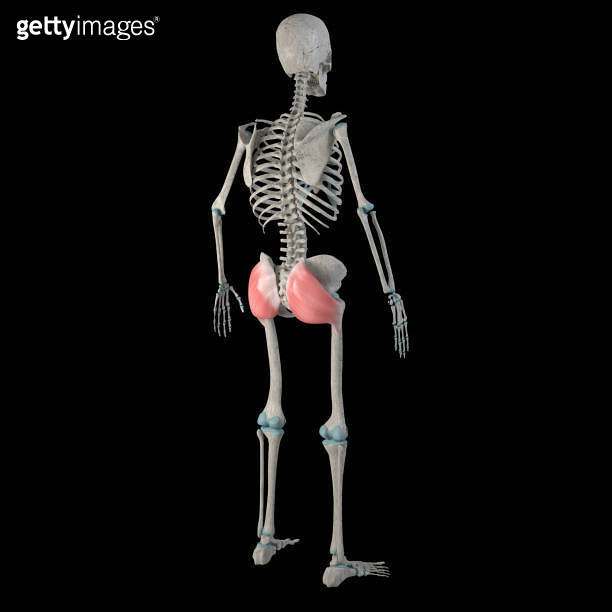 3d Illustration of Gluteus Maximus Muscles on Male Human Body ...