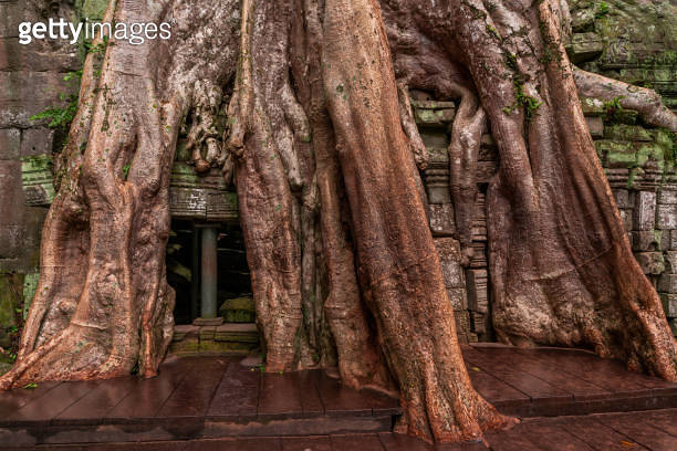 The gate under the root of the Giant Banyan Tree of Ta Prohm Temple 이미지 ...