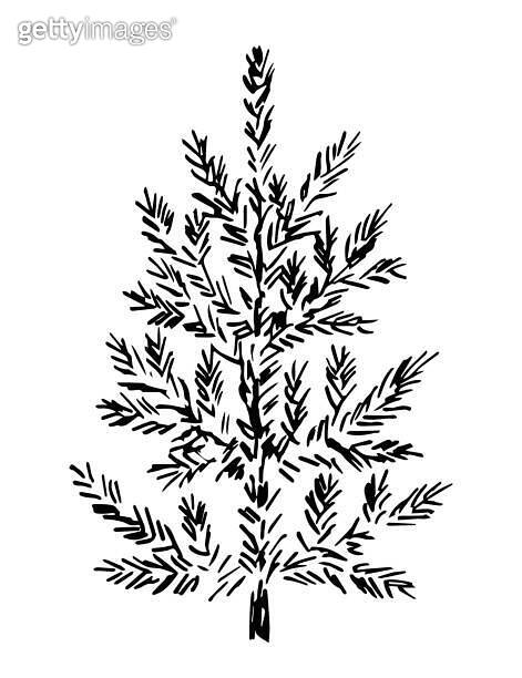 Simple vector drawing with black outline. Coniferous tree, pine. Sketch ...