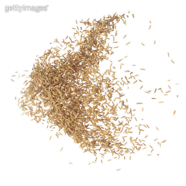 Paddy Rice grain fly in mid air. Yellow Golden Paddy Rice falling ...