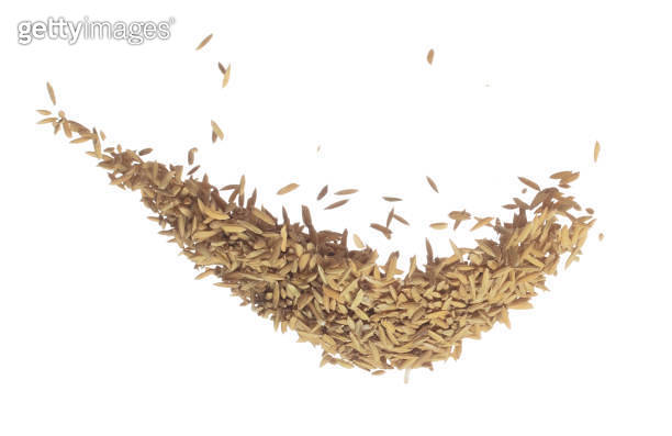 Paddy Rice grain fly in mid air. Yellow Golden Paddy Rice falling ...