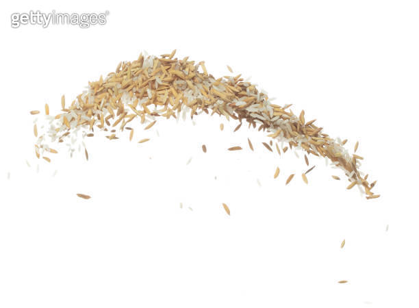 Paddy Rice grain fly in mid air. Yellow Golden Paddy Rice falling ...