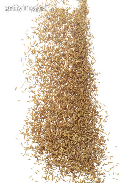 Paddy Rice grain fly in mid air. Yellow Golden Paddy Rice falling ...