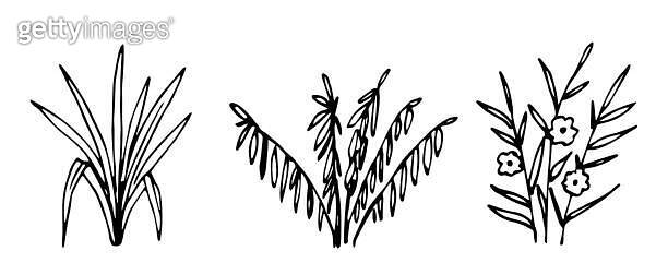 Simple black outline vector drawing. Tropical bushes set. Vegetation ...