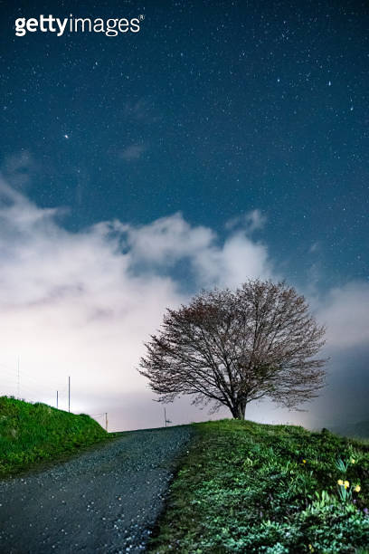 A sky full of stars and a single cherry tree Hakuba Village, Nagano ...