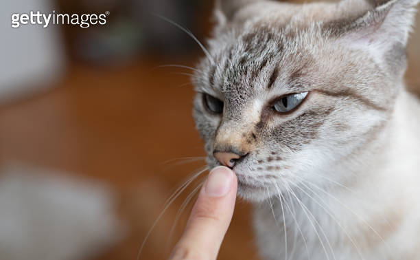 Cat sniffing its owner's finger 이미지 (1781726691) - 게티이미지뱅크