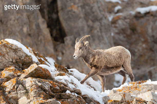 Bighorn sheep, Ram, female animal jumping on rocks 이미지 (1824757065 ...