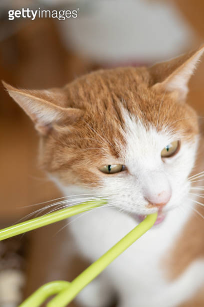 Cat chewing on her favorite hanger 이미지 (1459951927) - 게티이미지뱅크