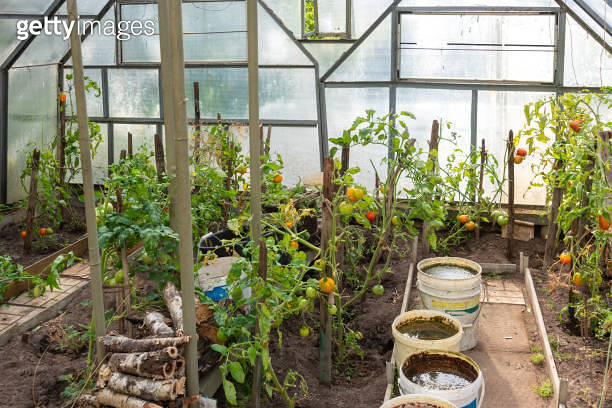 General view inside the greenhouse of tomatoes and buckets of water and fertilizer. 이미지 ...