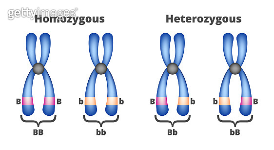Homozygous and heterozygous chromosomes. Two sets of chromosomes ...