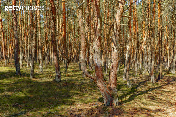 Dancing forest is sight of Curonian Spit national park in Kaliningrad ...