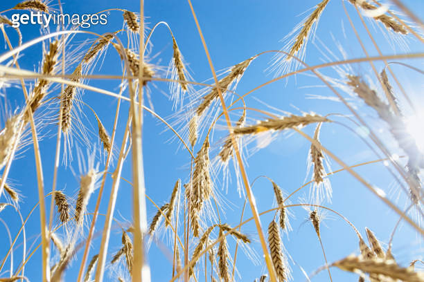 Grain crops on field against blue sky. View below of grains crop on ...