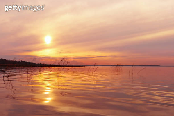 Aesthetic sunset on lake, plant reeds growth in water orange colored ...