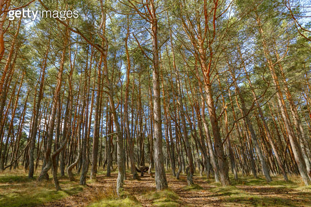 Dancing forest is sight of Curonian Spit national park in Kaliningrad ...