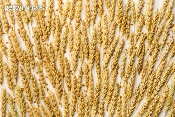 Pattern with ears of wheat, close up golden yellow wheat spikelets and ...