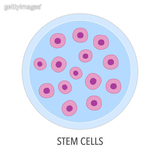 Stem cells in flat design on white background. Cells that can ...